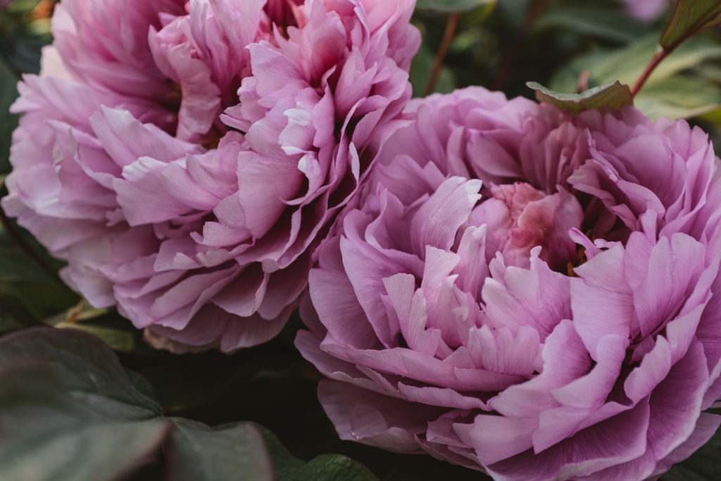 Spring in Vienna - Best Vienna Photographer | Silia Eleftheriadou ...