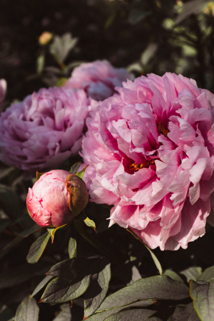 Spring in Vienna - Best Vienna Photographer | Silia Eleftheriadou ...