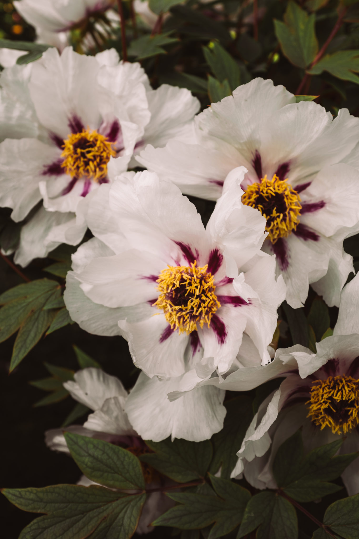 Spring in Vienna - Best Vienna Photographer | Silia Eleftheriadou ...