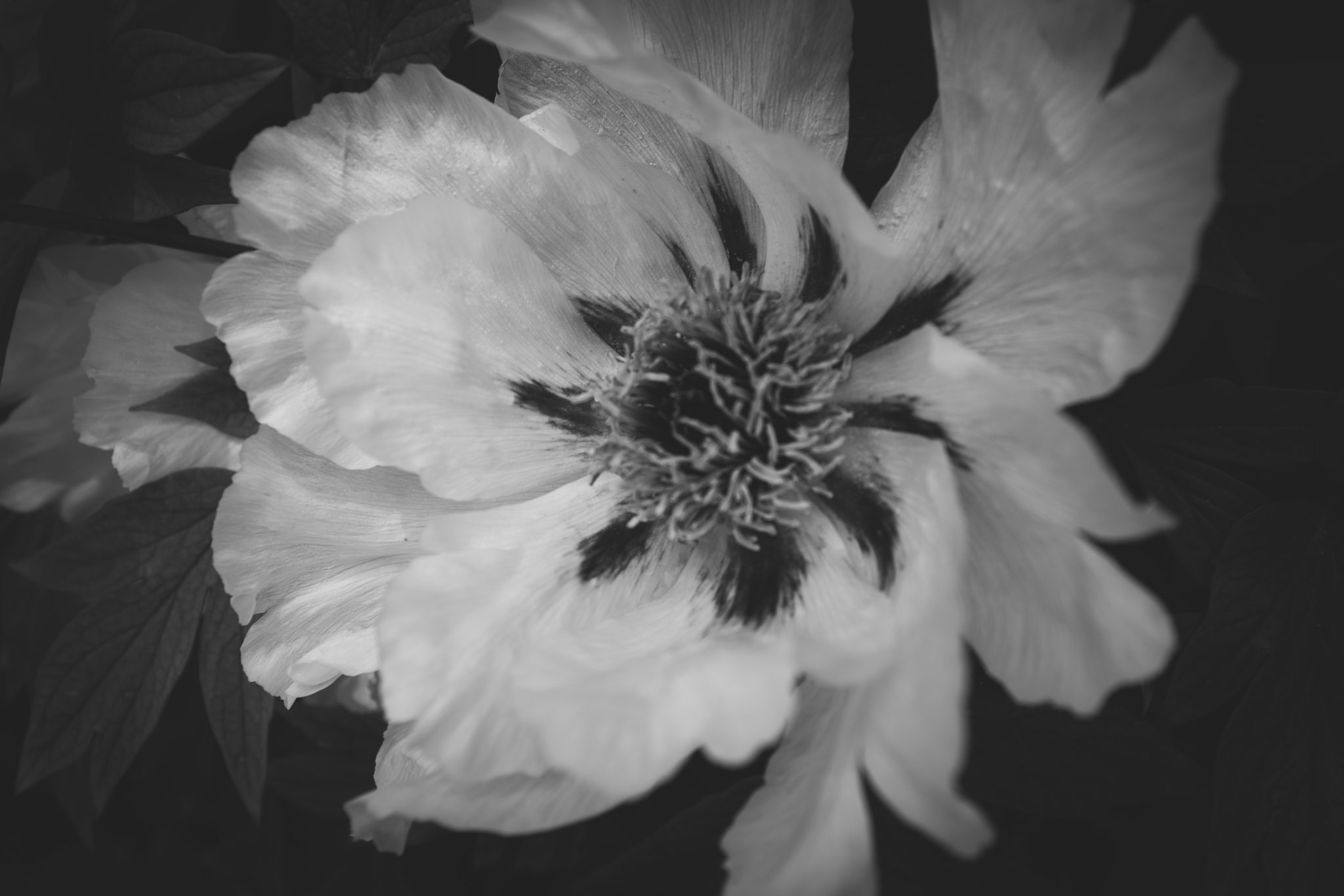 Spring in Vienna - Best Vienna Photographer | Silia Eleftheriadou ...