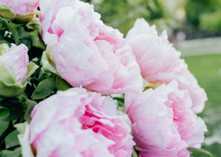 Vienna in April - flowers and springtime The Viennese Girl blog