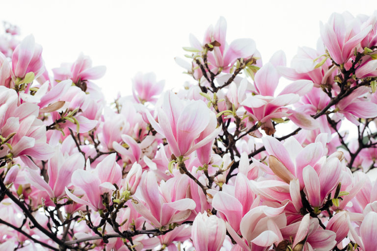 Vienna in April - flowers and springtime The Viennese Girl blog